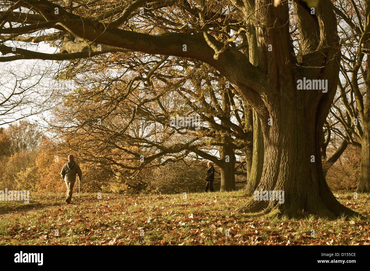 Autumn leaves on hampstead hi-res stock photography and images - Alamy