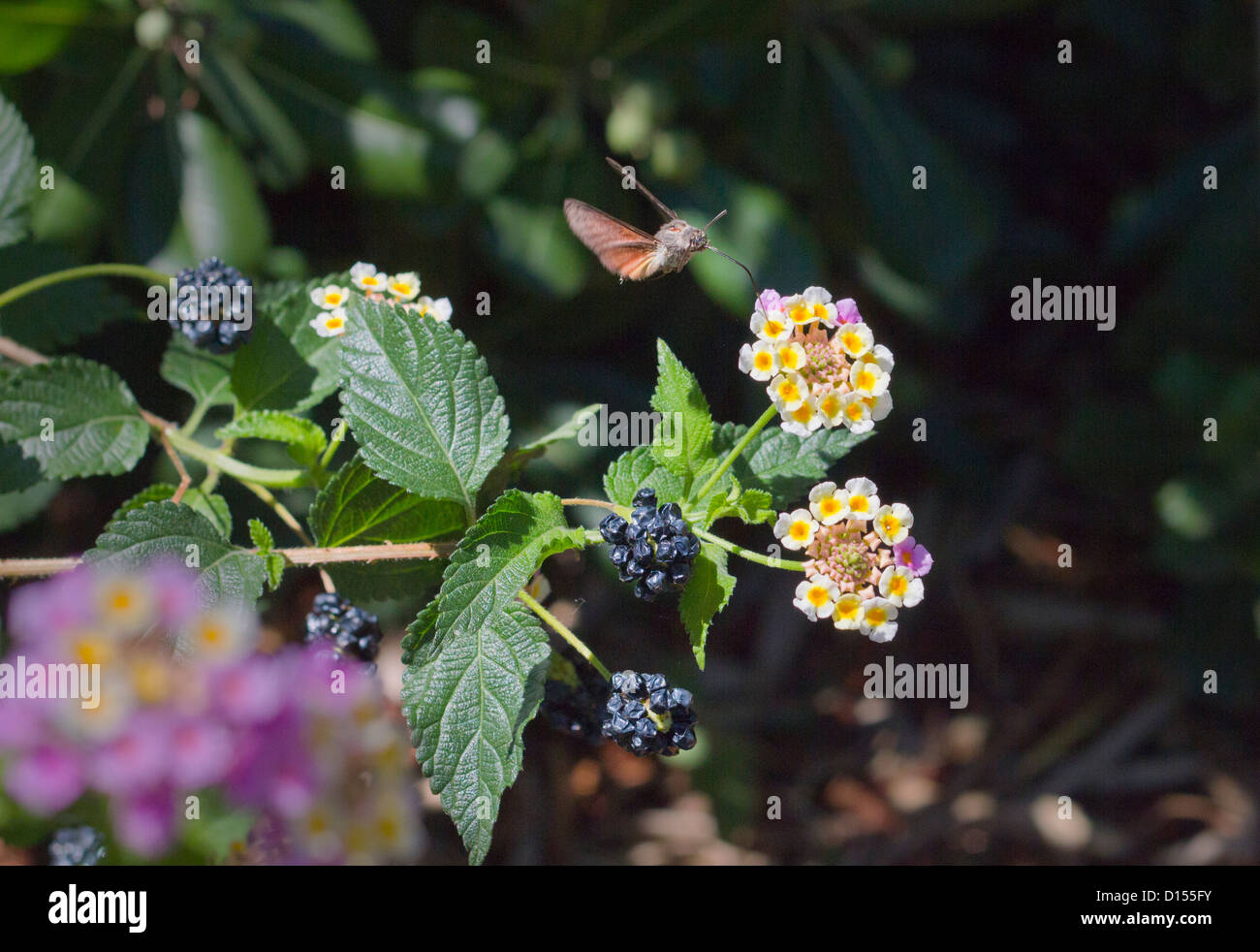Hummingbird at Work Stock Photo - Alamy