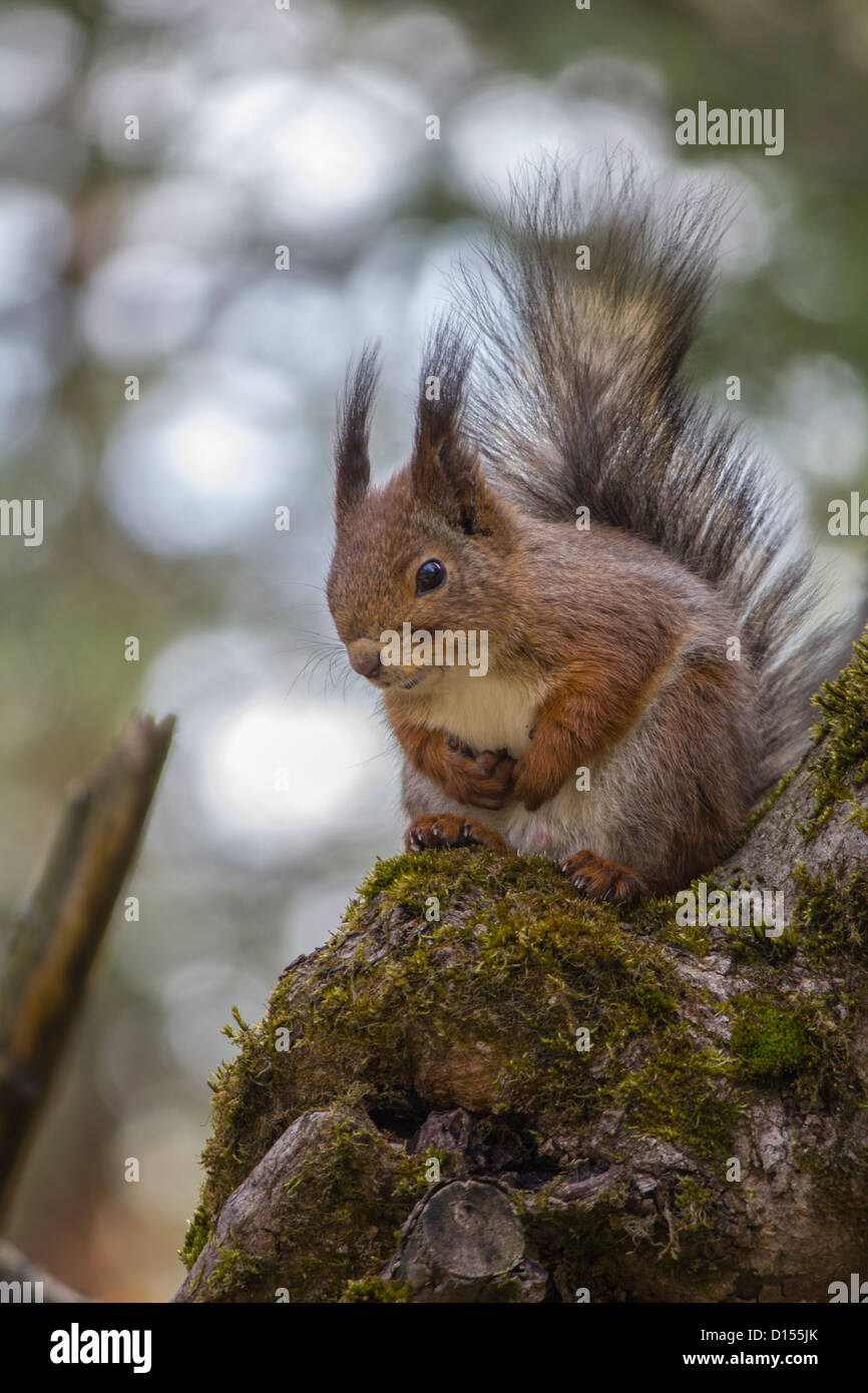 Sad squirrel hi-res stock photography and images - Alamy