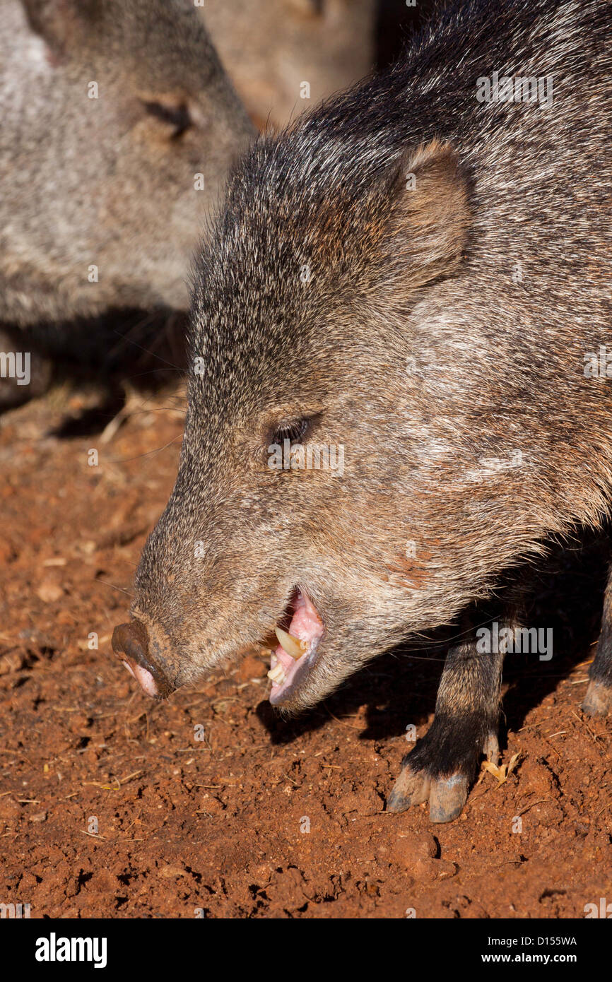 Collared Peccary Tayassu tajacu Tucson, Pinal County, Arizona, United ...