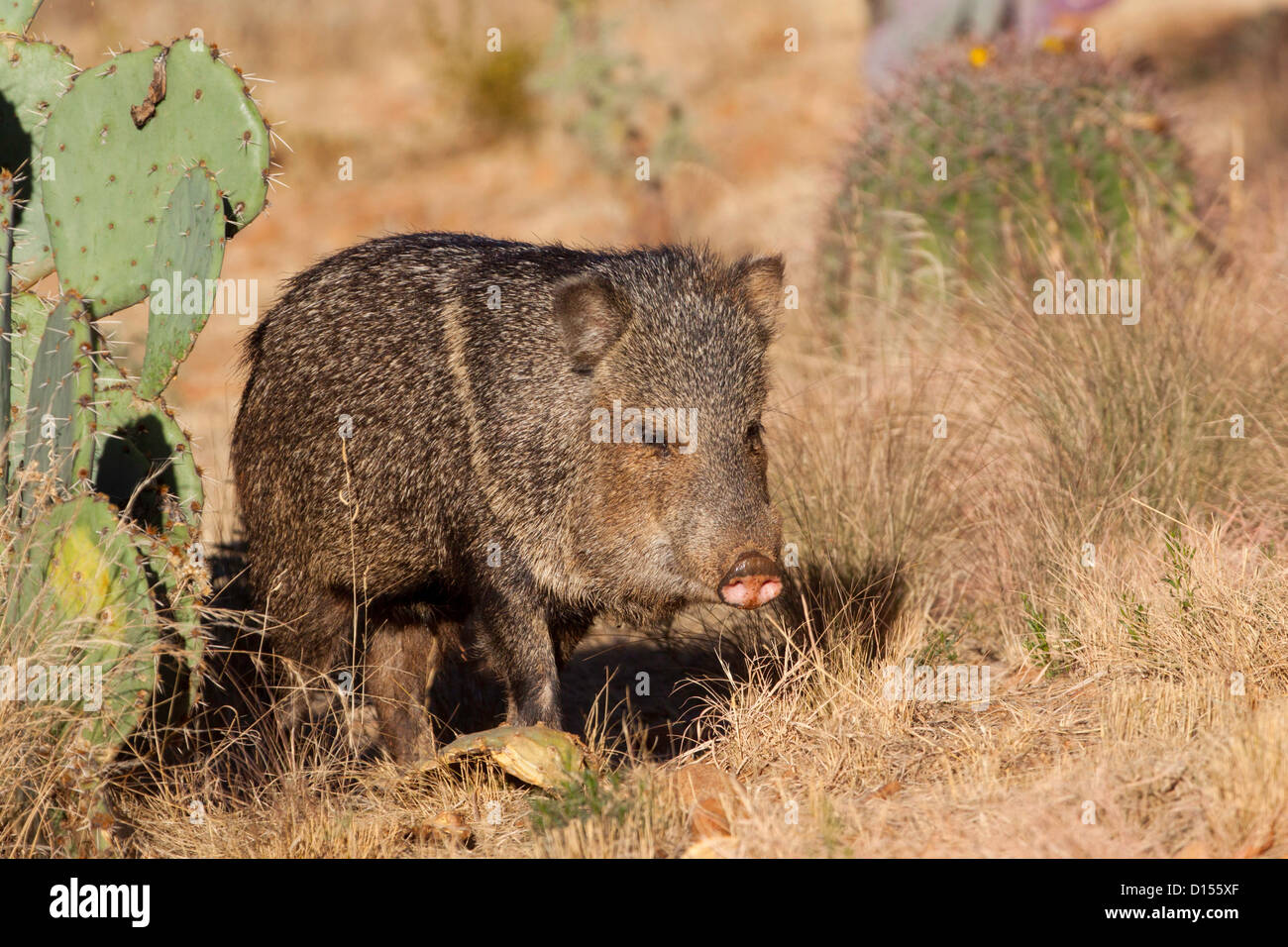 Collared Peccary Tayassu tajacu Tucson, Pinal County, Arizona, United ...