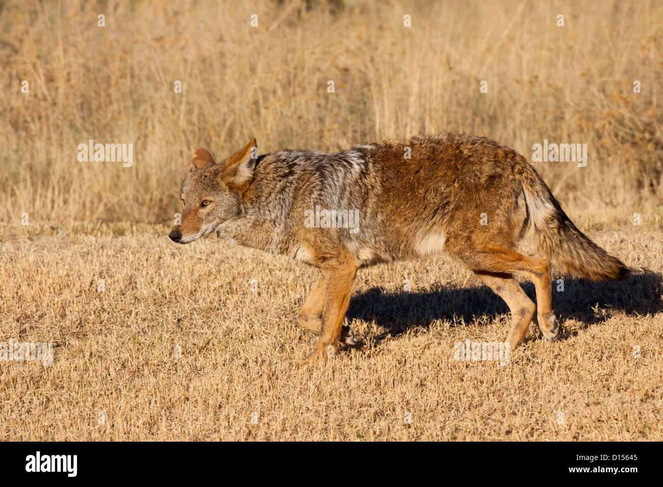 Arizona coyote animal hi-res stock photography and images - Alamy