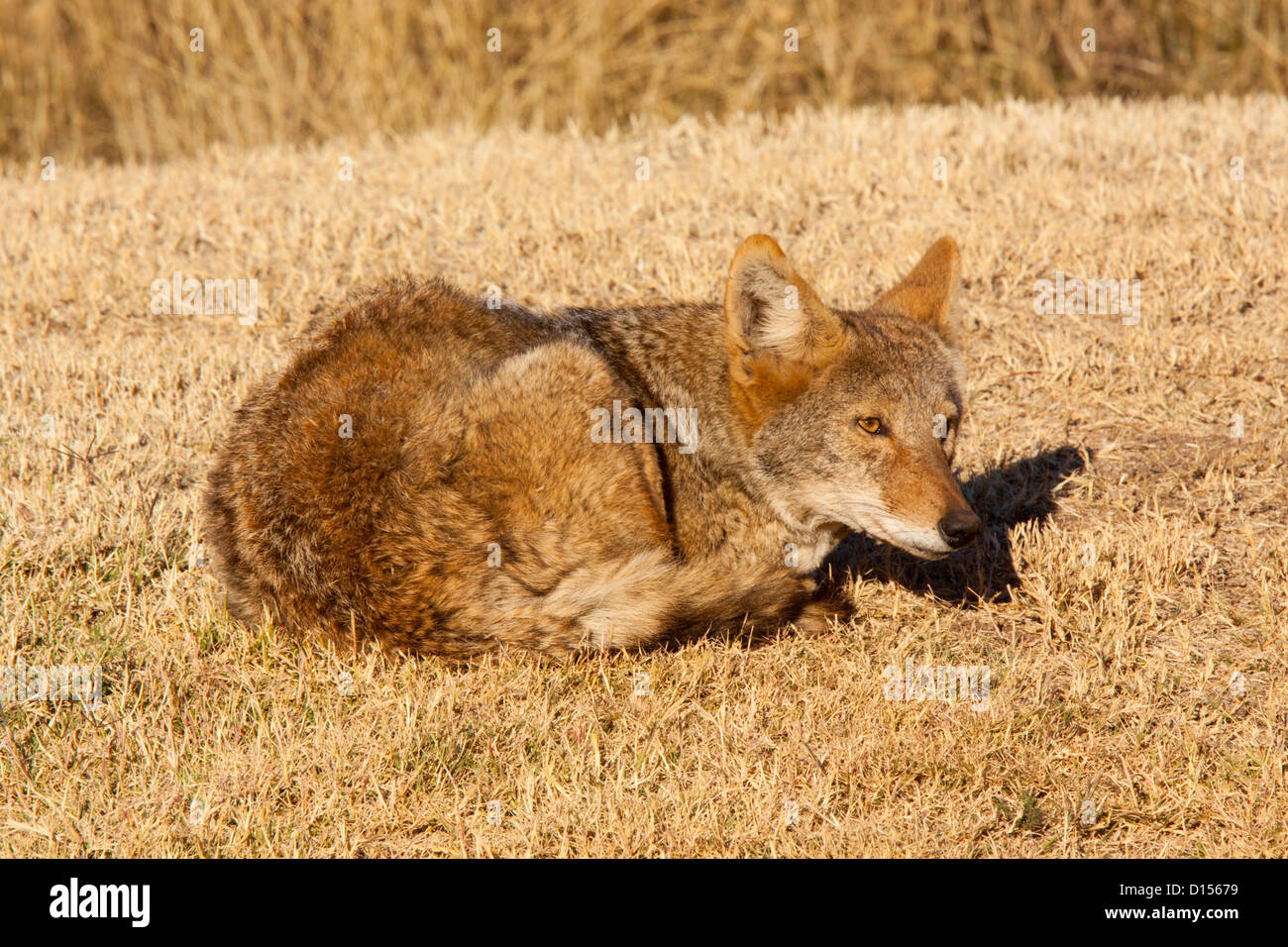 Arizona Coyote Animal High Resolution Stock Photography and Images - Alamy
