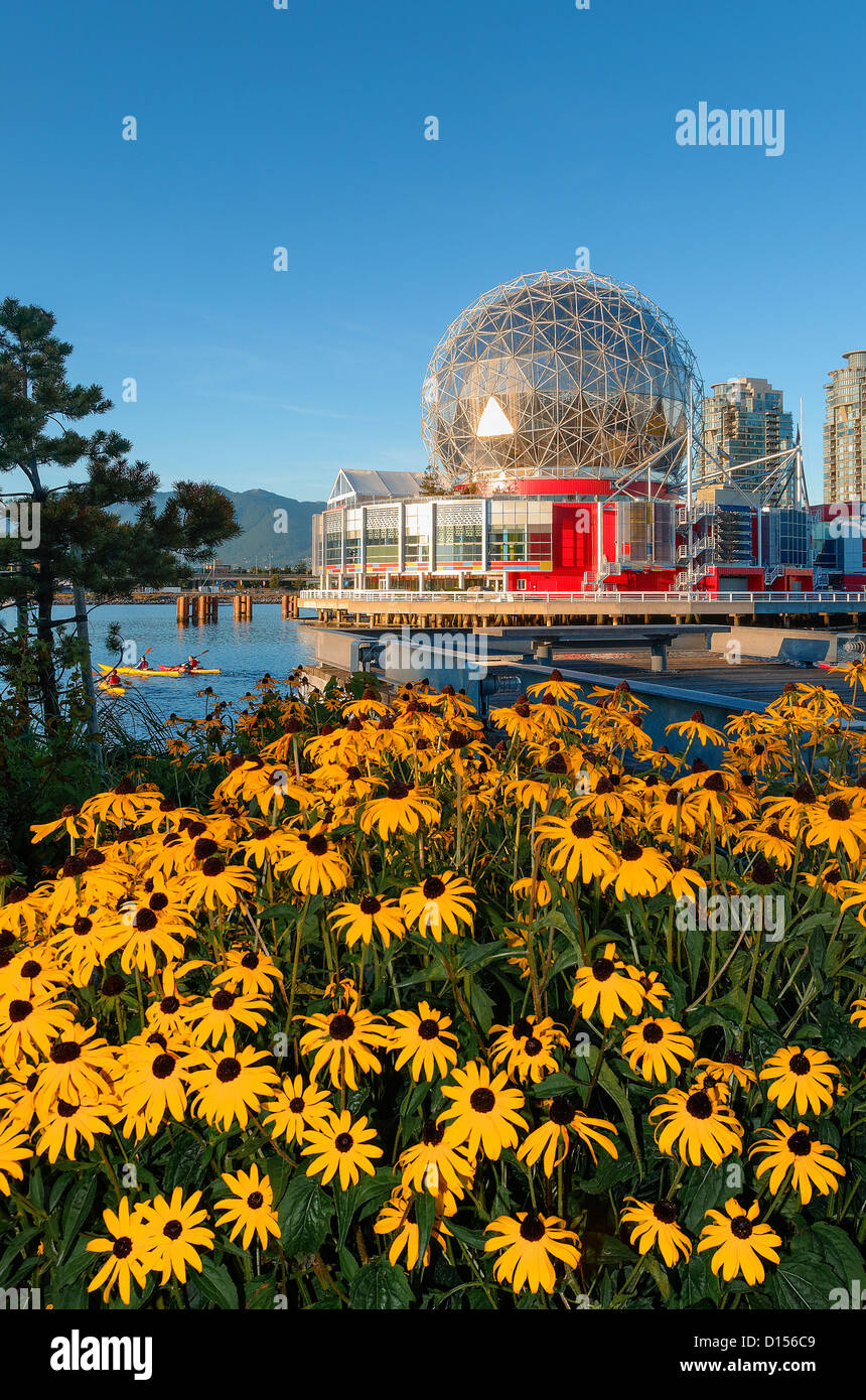 Brown eyed susan flowers hi-res stock photography and images - Alamy