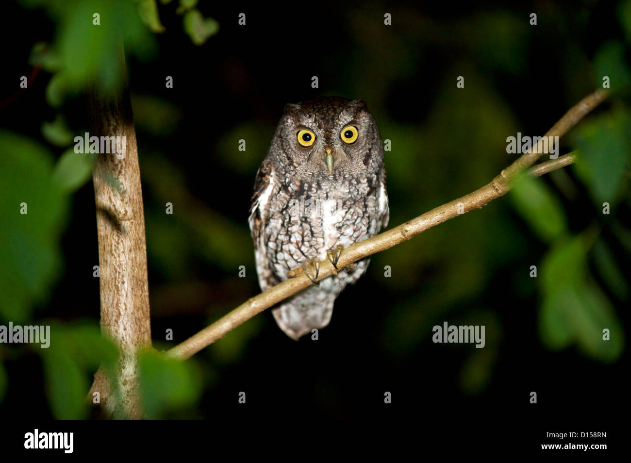 Eastern screech owl hi-res stock photography and images - Alamy
