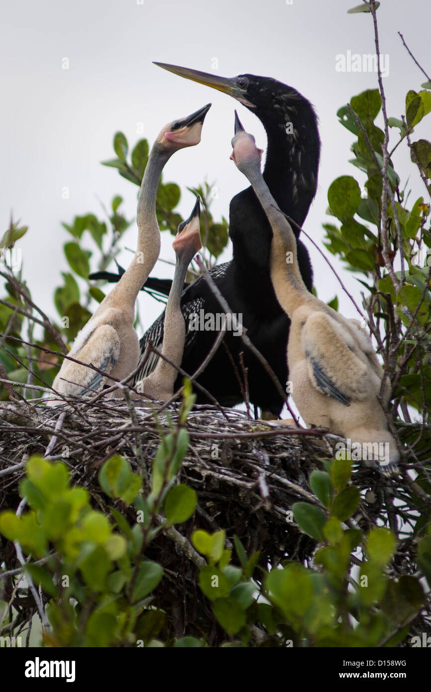 Anhinga chicks hi-res stock photography and images - Alamy