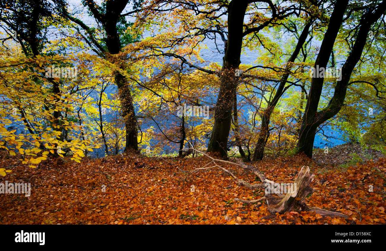 Autumnal colours beech trees beside the River Tweed Stock Photo - Alamy