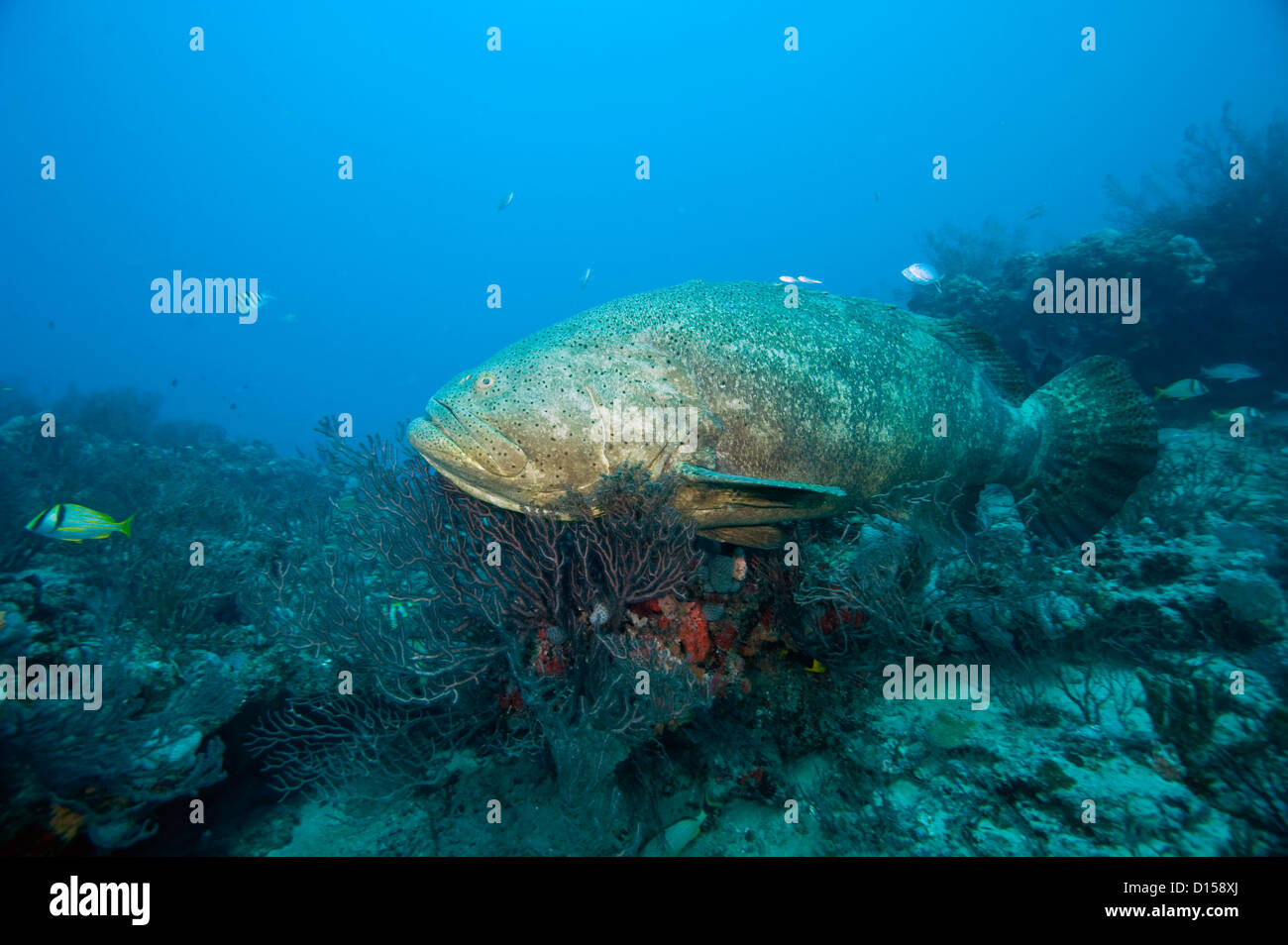 Endangered Goliath Grouper, Epinephelus itajara, in Palm Beach County ...