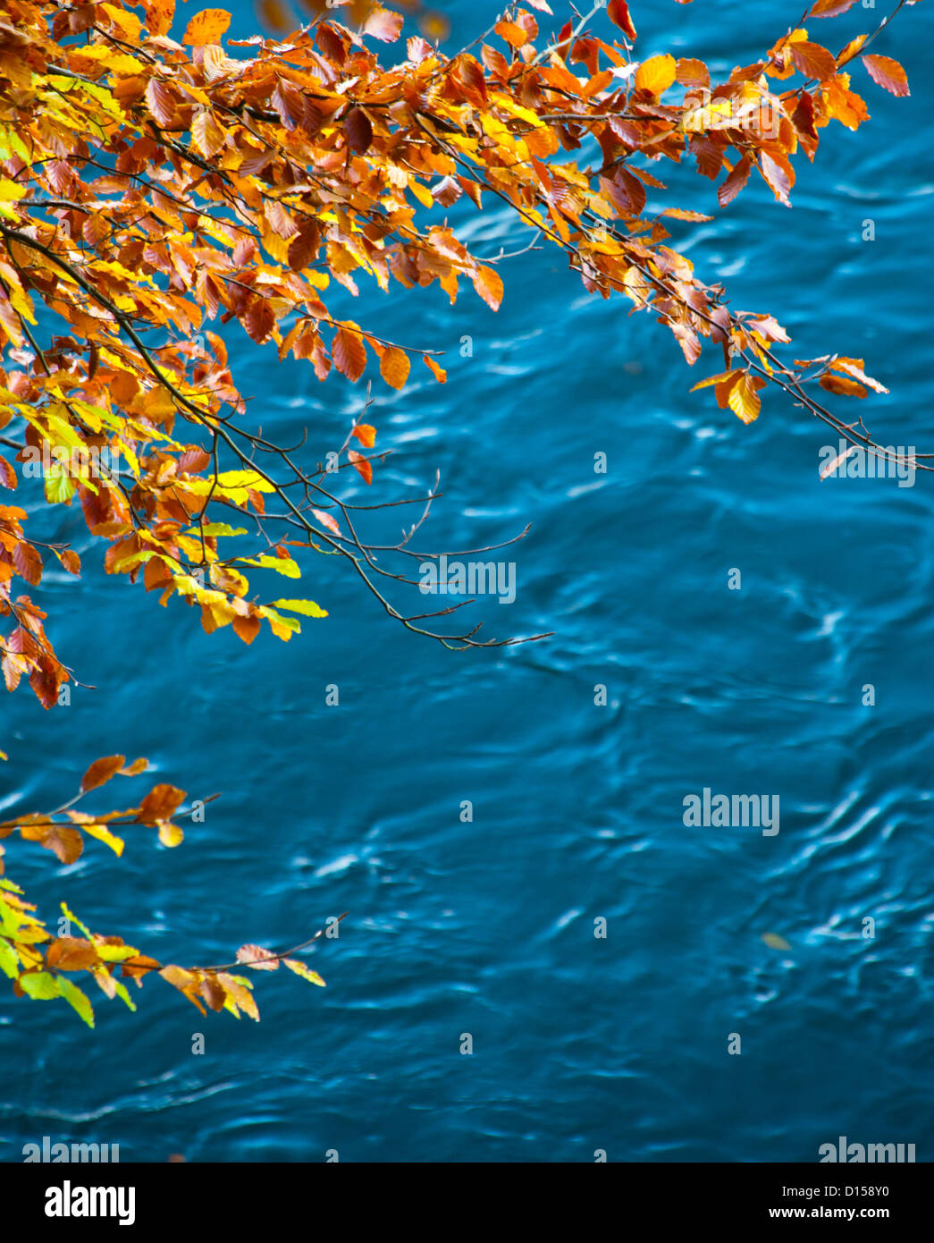 Autumnal colours beech trees beside the River Tweed Stock Photo - Alamy