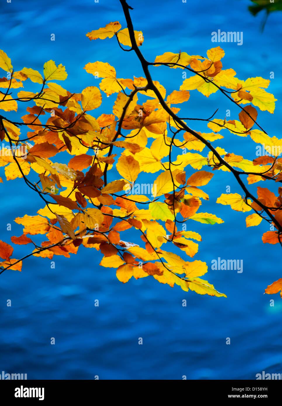 Autumnal colours beech trees beside the River Tweed Stock Photo - Alamy