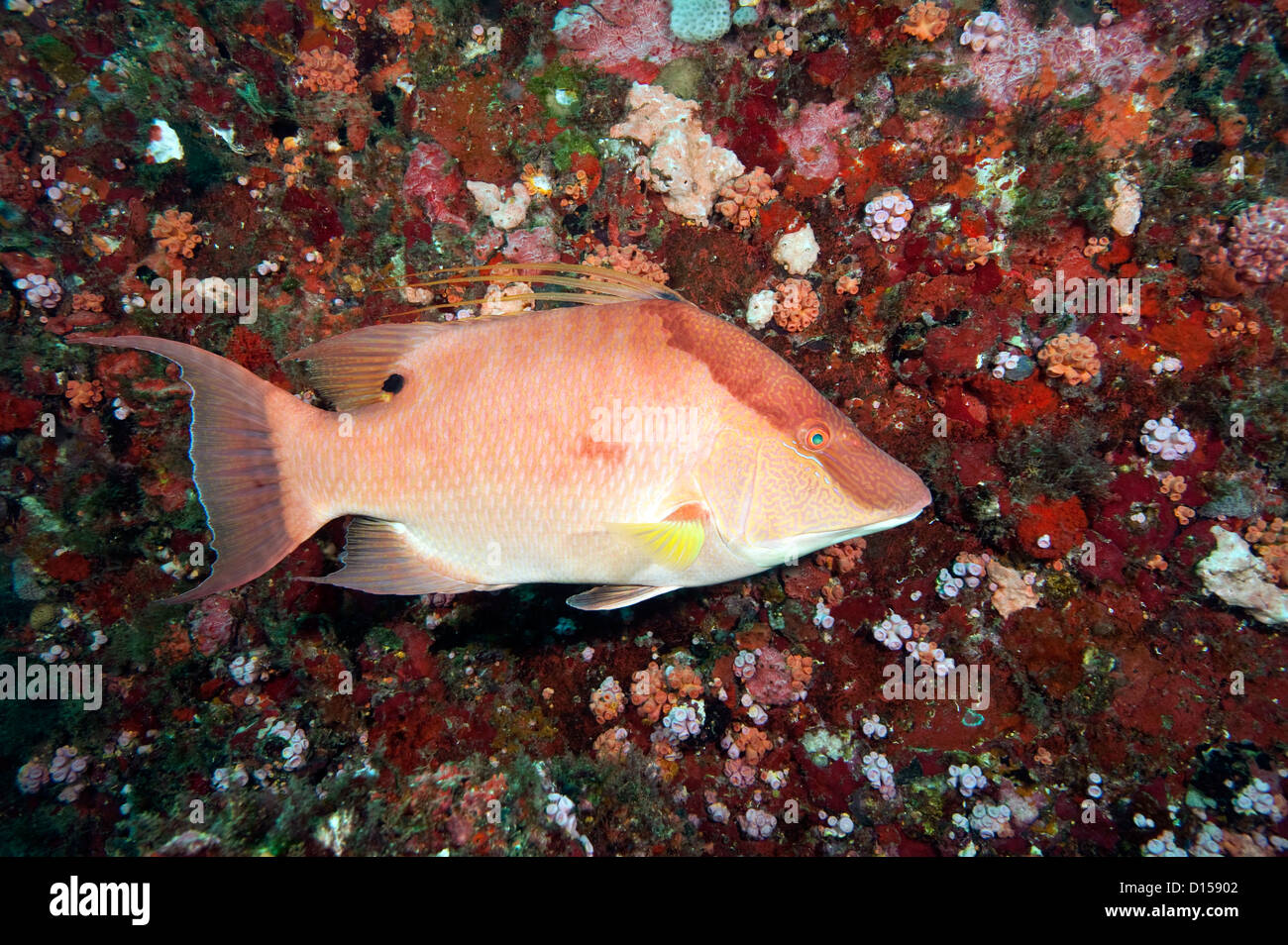 Super male Hogfish or Hog Snapper, Lachnolaimus maximus, photographed ...