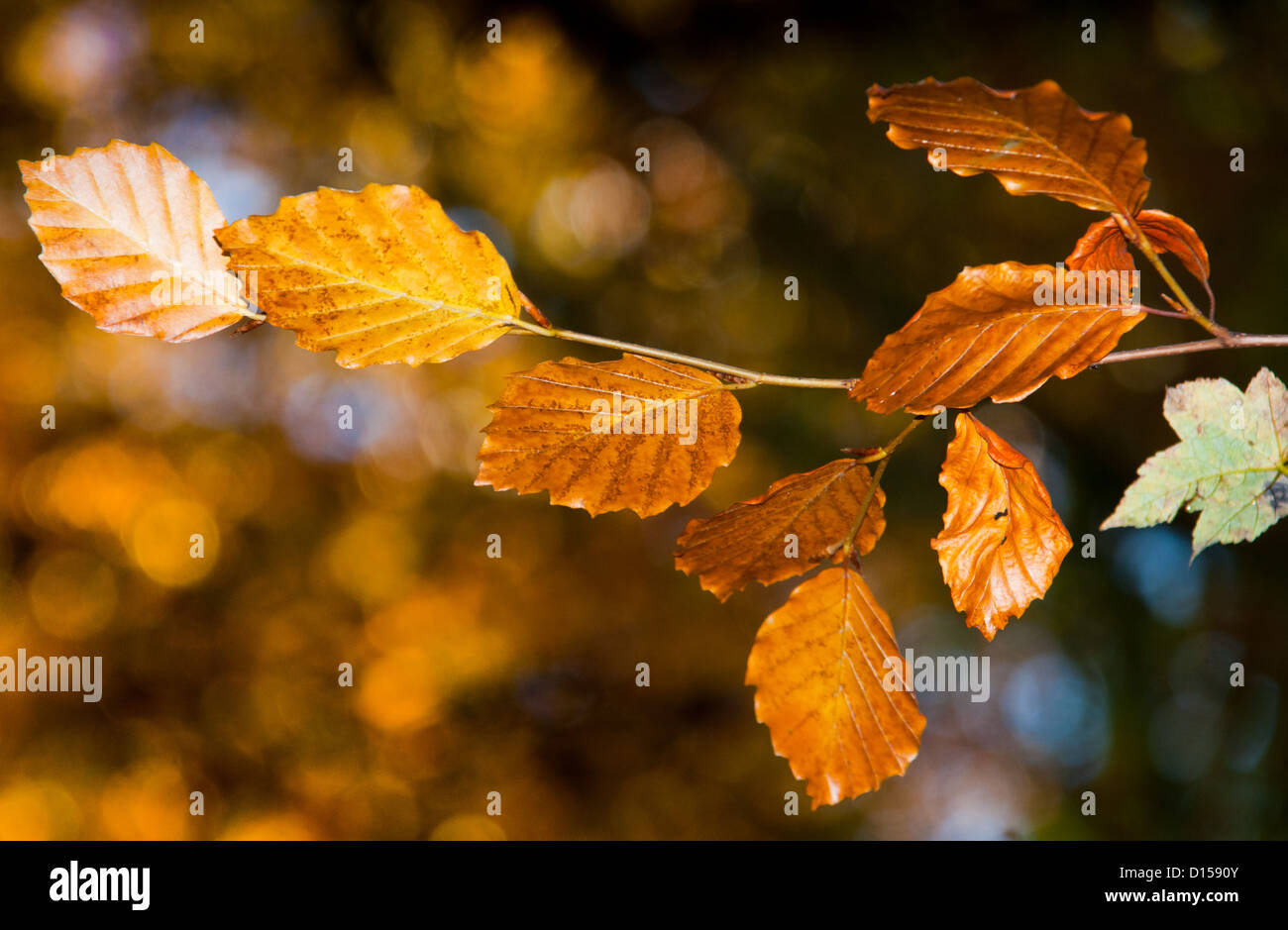 Leaves common beech tree hi-res stock photography and images - Alamy