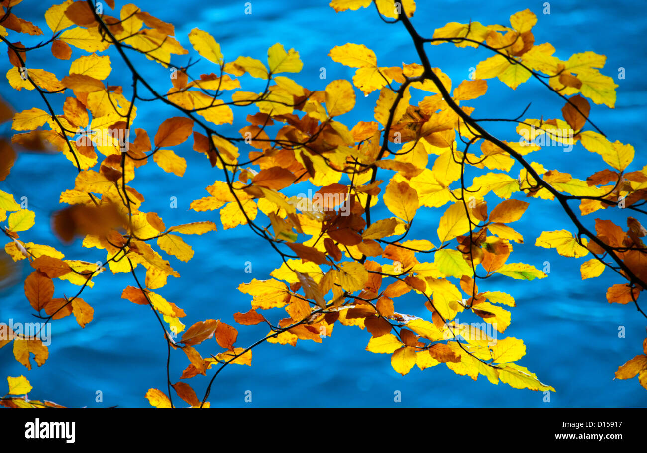 Fall beech leaves hi-res stock photography and images - Alamy