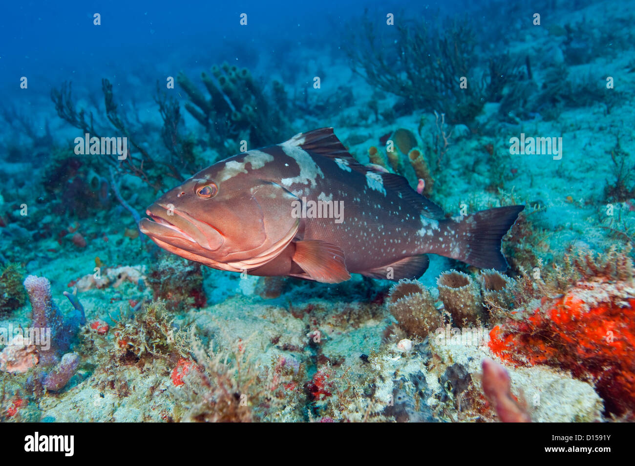 Endangered Red Grouper, Epinephelus morio, in Palm Beach County ...