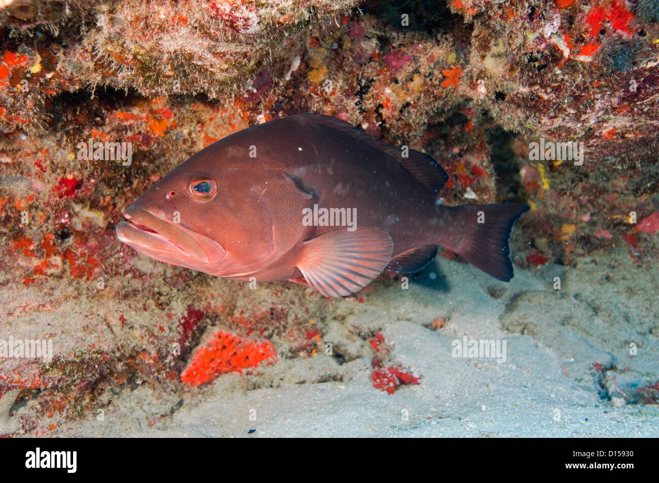 Endangered Red Grouper, Epinephelus morio, in Palm Beach County ...