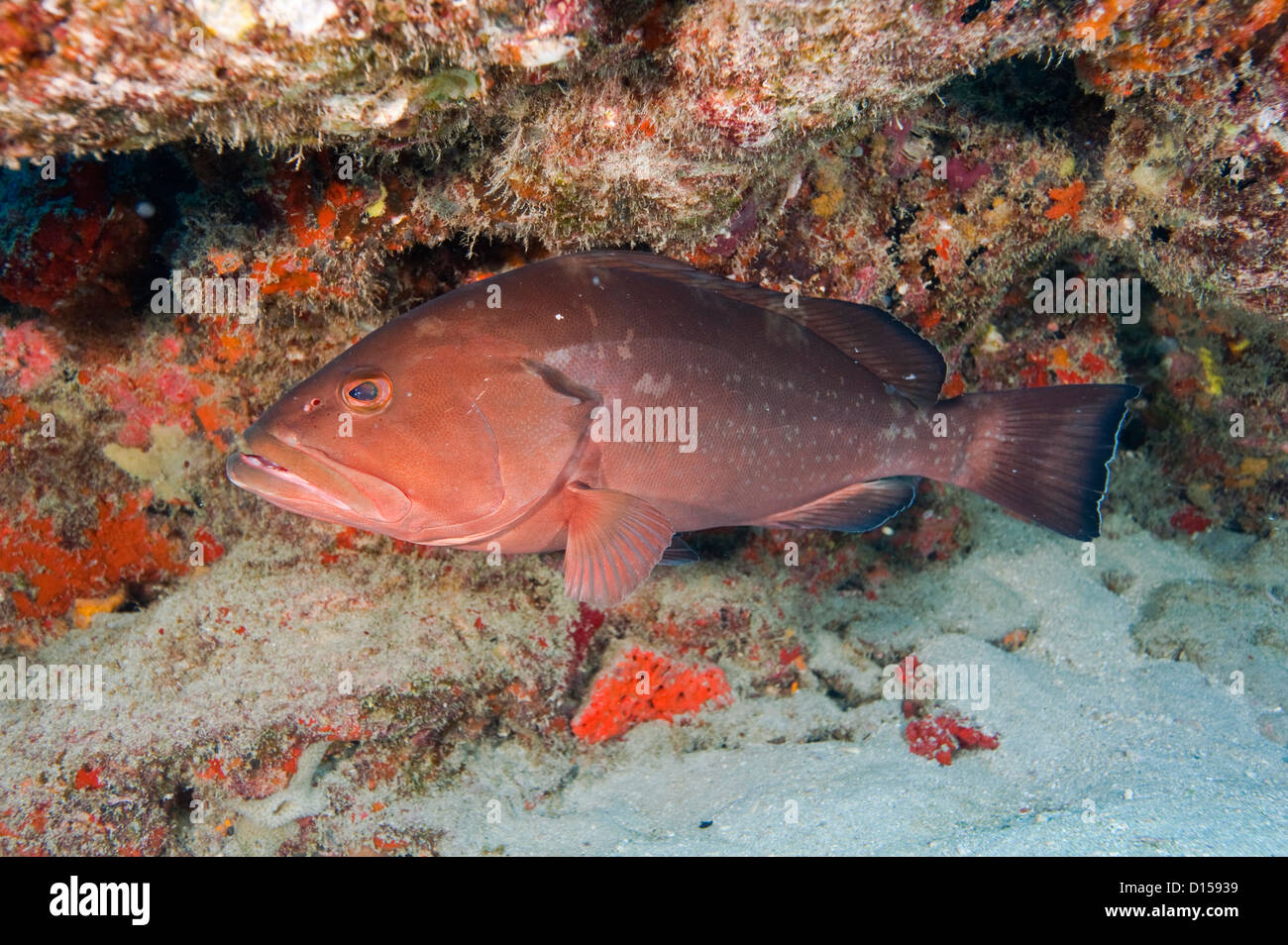 Endangered Red Grouper, Epinephelus morio, in Palm Beach County ...