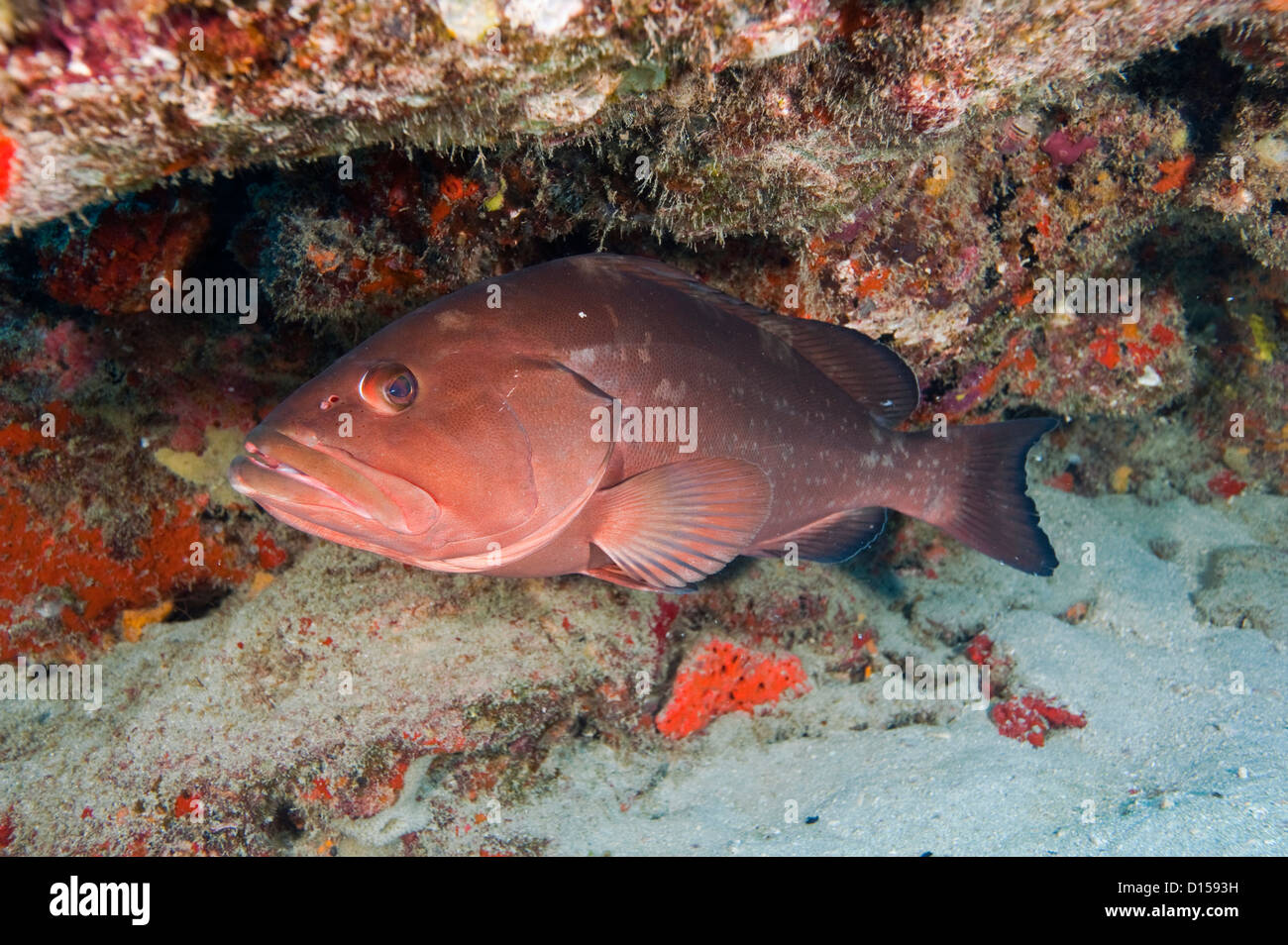 Red grouper epinephelus morio hi-res stock photography and images - Alamy