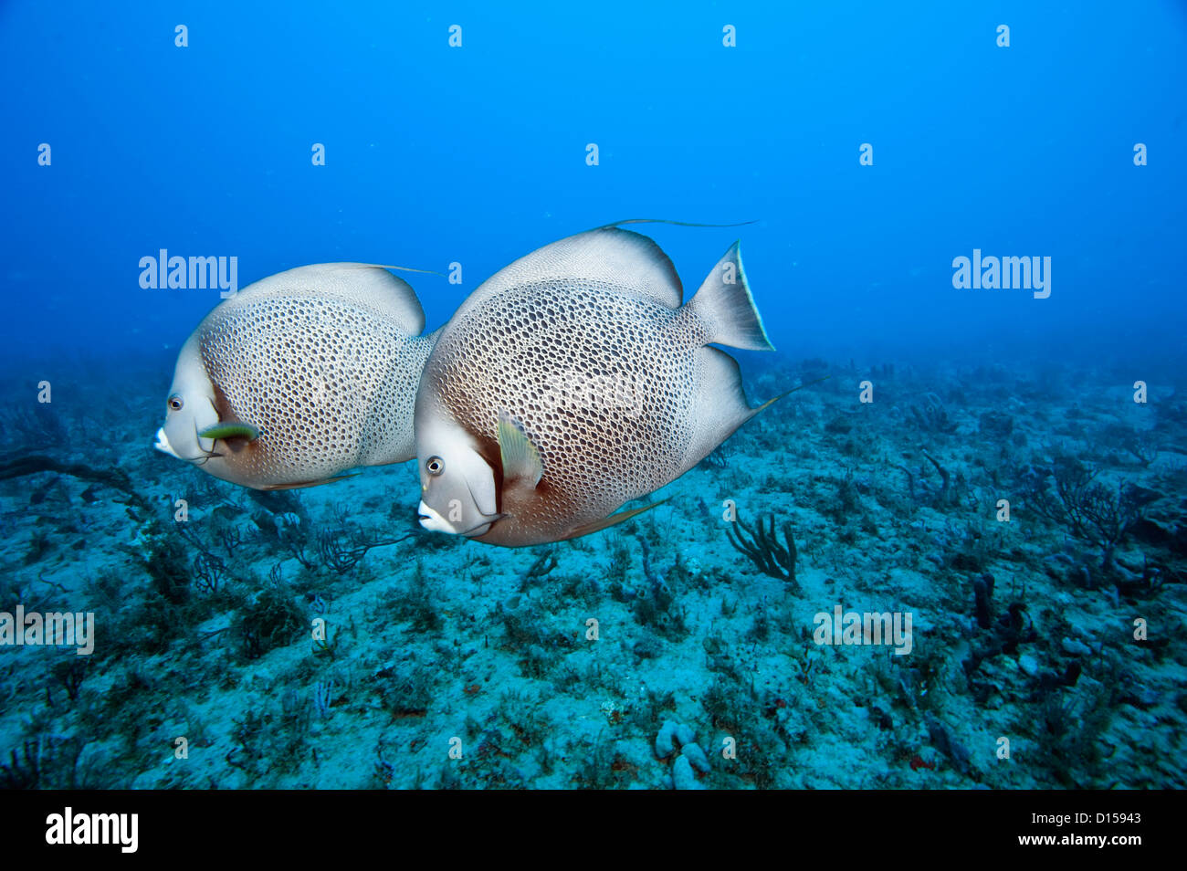 A pair of Grey Angelfish, Pomacanthus arcuatus, swims over a South ...