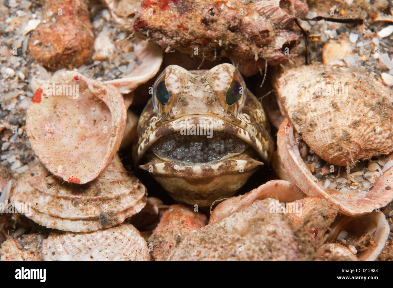 Male banded jawfish opistognathus macrognathus hi-res stock photography ...