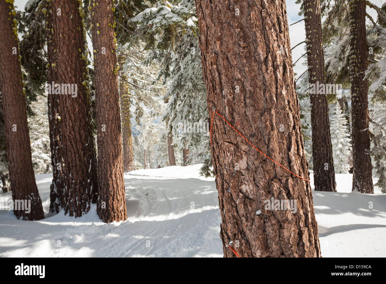 Thin rope line on trees marks boundary of Tahoe ski area, with skied ...