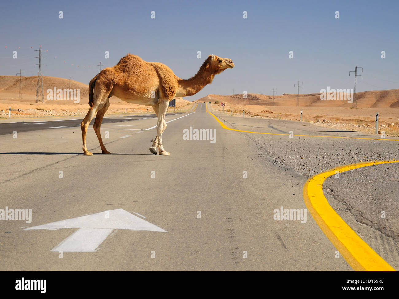 Camel crossing highway in Negev desert. Israel Stock Photo - Alamy