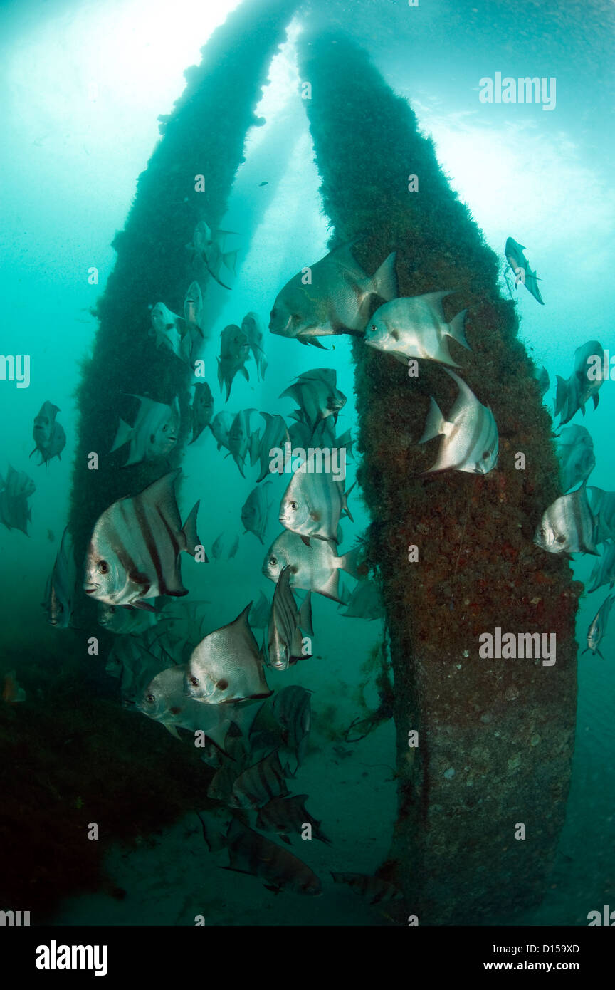 Atlantic Spadefish, Chaetodipterus faber, gather around the pilings of ...