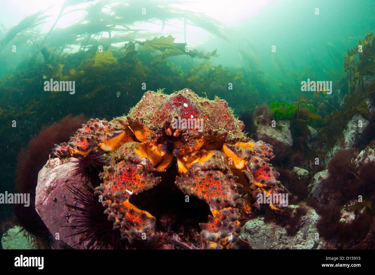A Puget Sound King Crab, Lopholithodes mandtii, rests among the kelp in ...