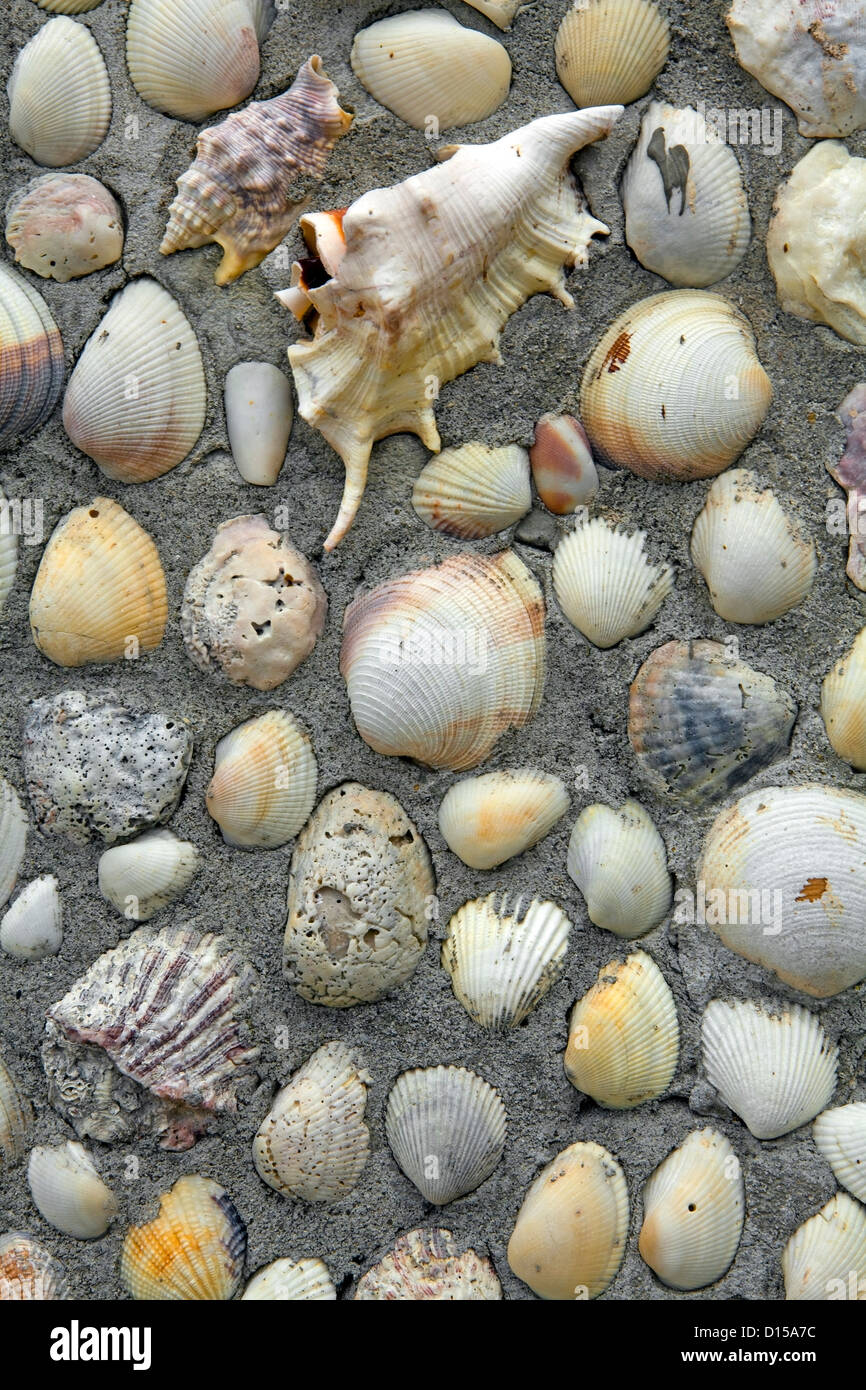 Dead bivalves hi-res stock photography and images - Alamy