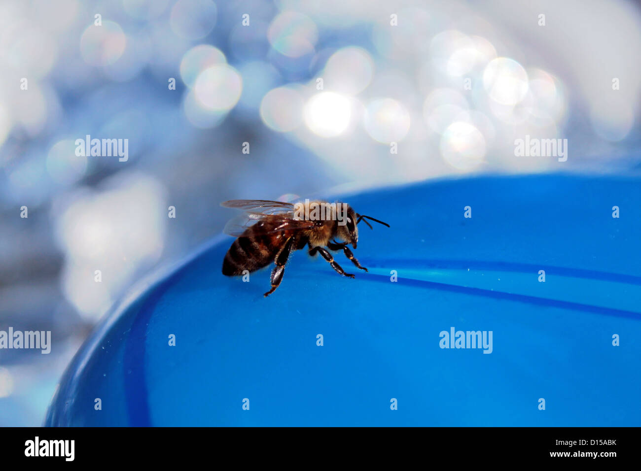 Blue ape hi-res stock photography and images - Alamy