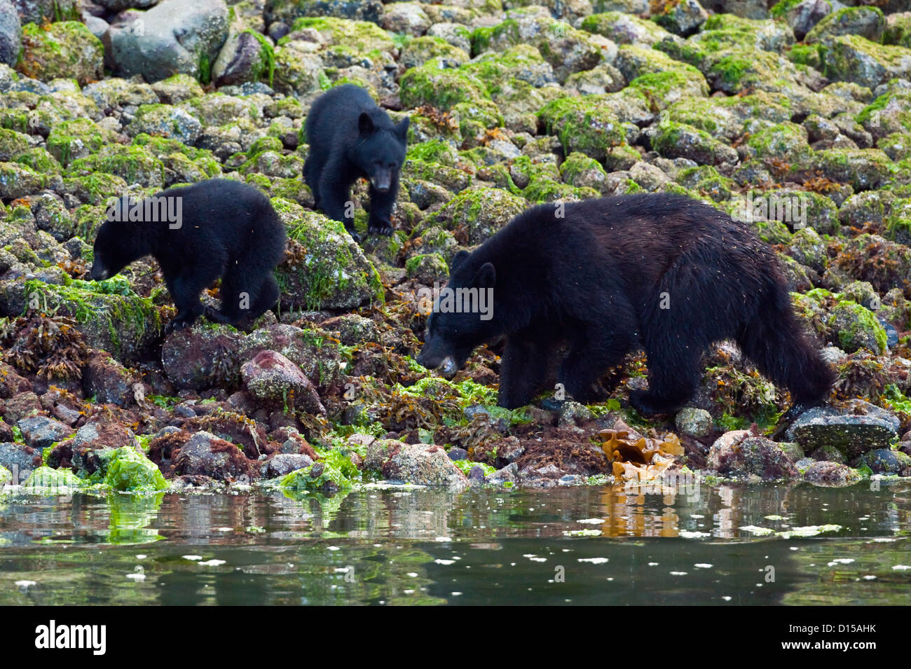 Black Bear, Ursus americanus vancouveri, searching for food at low tide ...