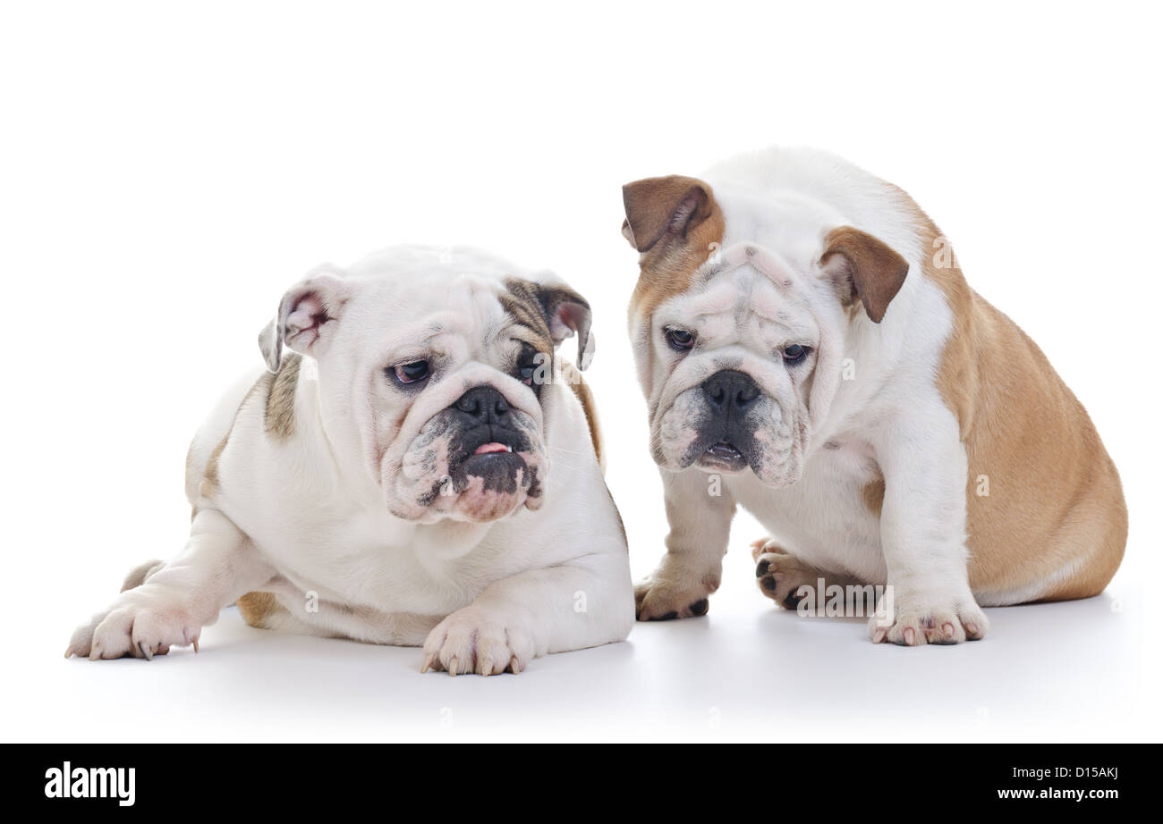 Two English Bulldog Dogs looking down, over white Stock Photo - Alamy