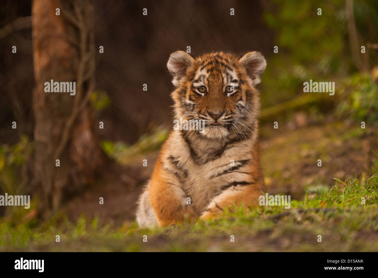 Siberian/Amur Tiger Cub (Panthera Tigris Altaica) Cub Sitting Down On ...