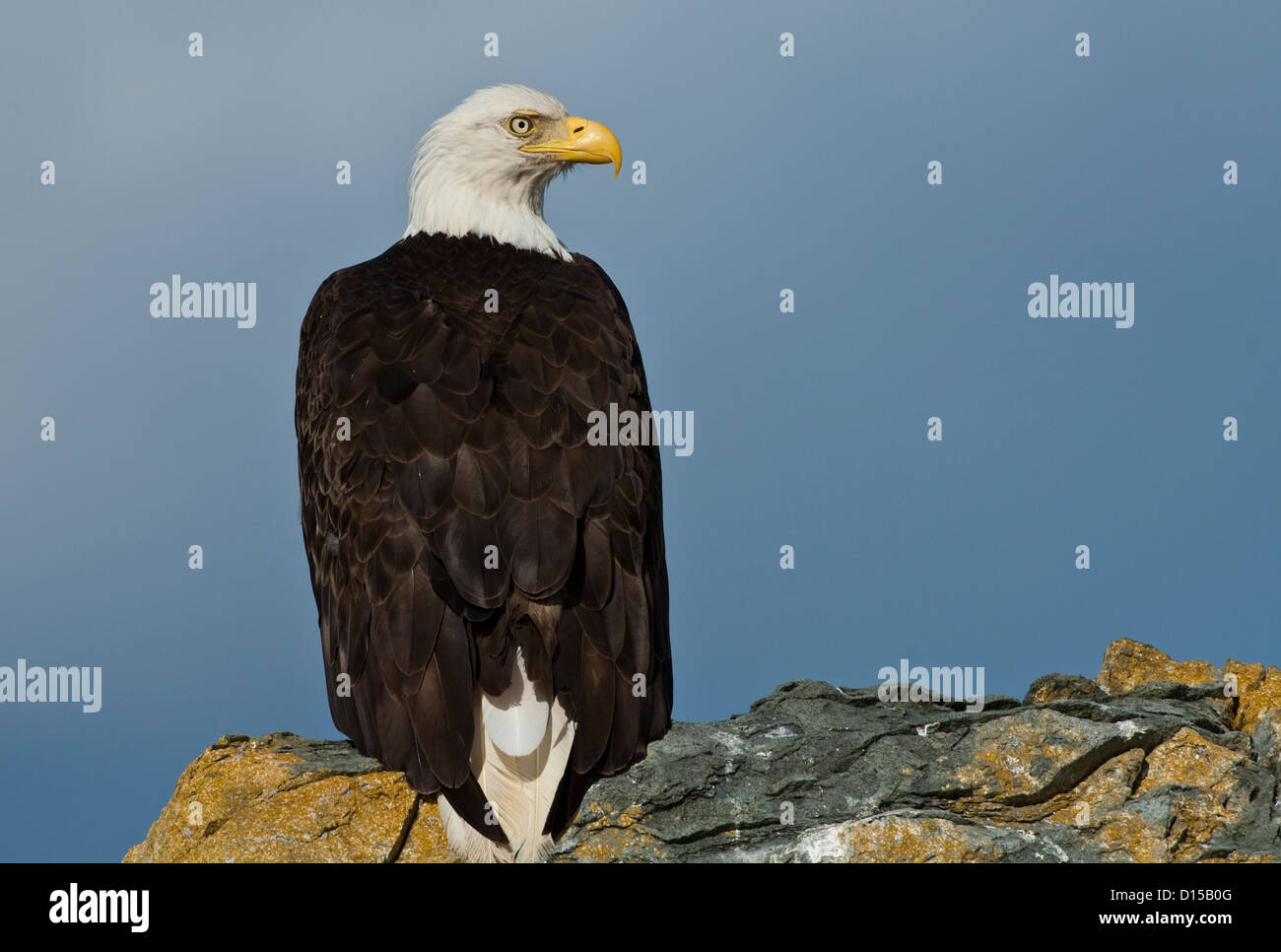 A Bald Eagle, Haliaeetus leucocephalus, rests on a rocky perch north of ...