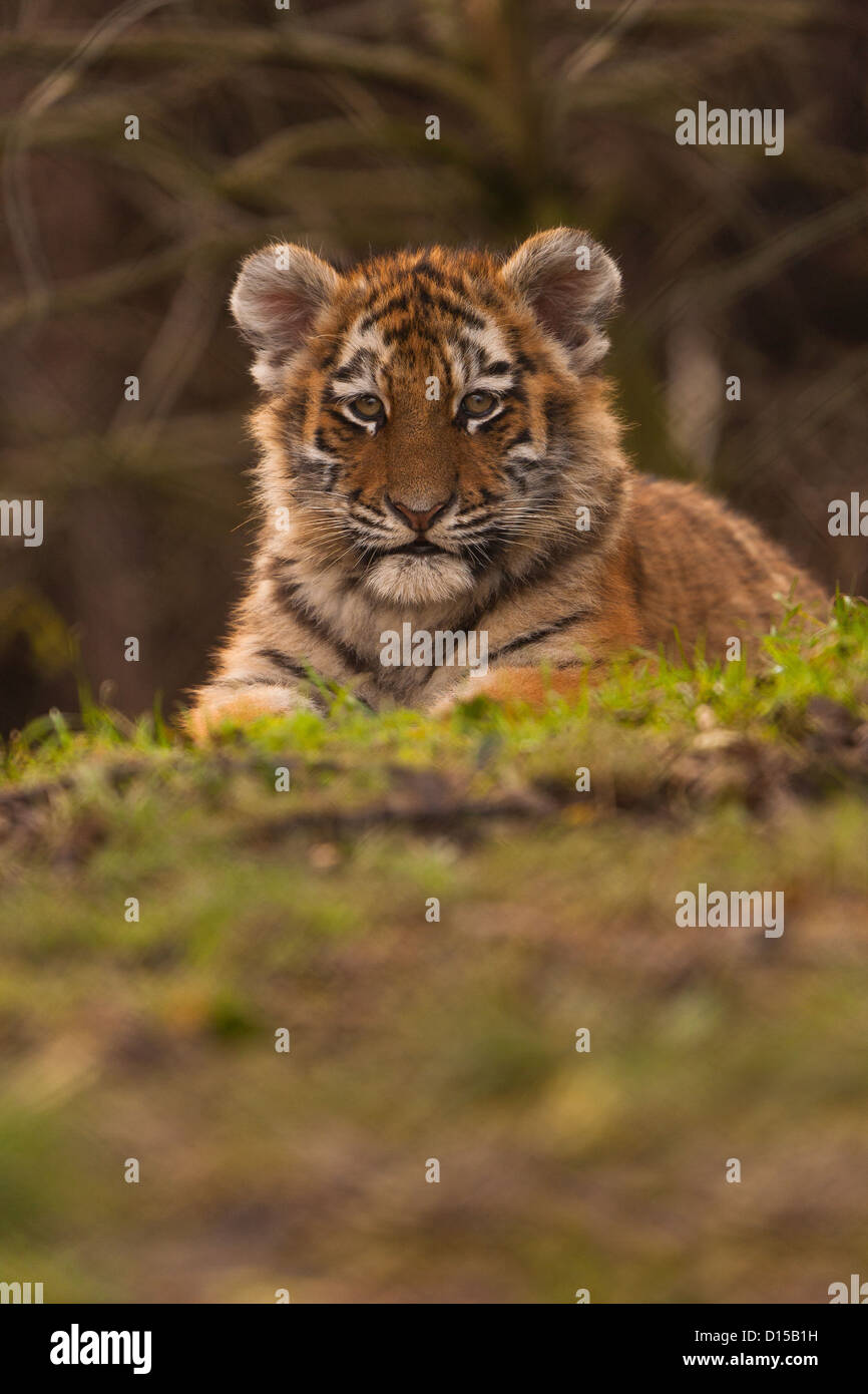 Siberian/Amur Tiger Cub (Panthera Tigris Altaica) Cub Sitting Down On ...