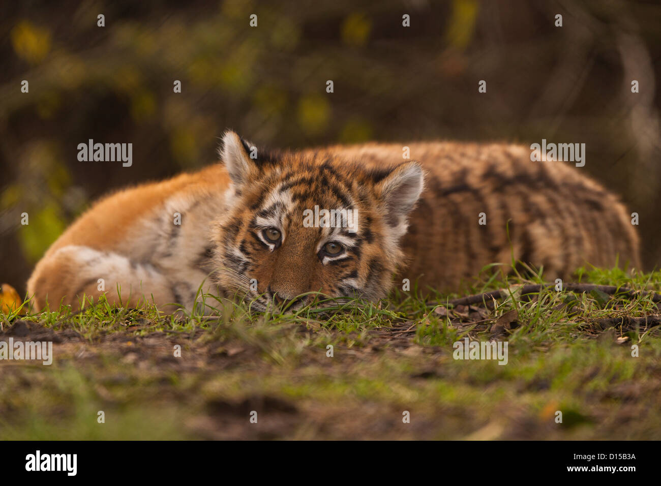 Siberian/Amur Tiger Cub (Panthera Tigris Altaica) Cub Lying Down On Grass Stock Photo - Alamy