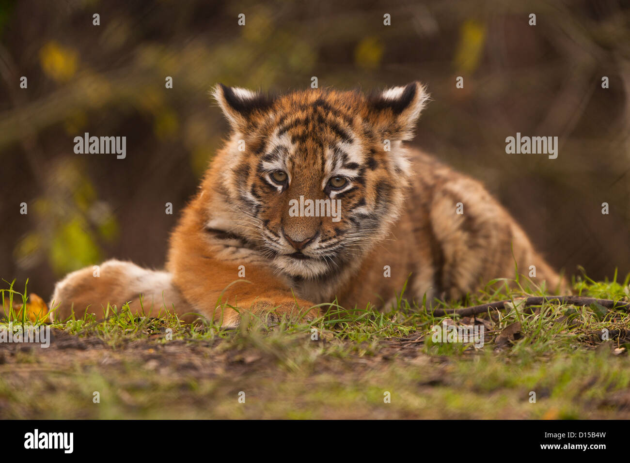 Siberian/Amur Tiger Cub (Panthera Tigris Altaica) Cub Lying Down On Grass Stock Photo - Alamy