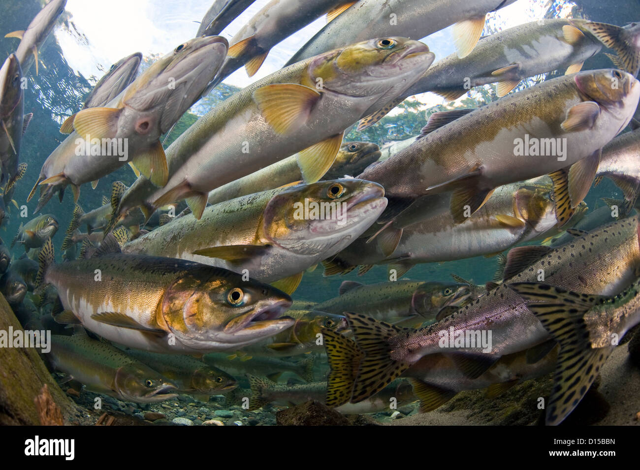 Pink Salmon, Oncorhynchus gorbuscha, gather to spawn in a stream in ...