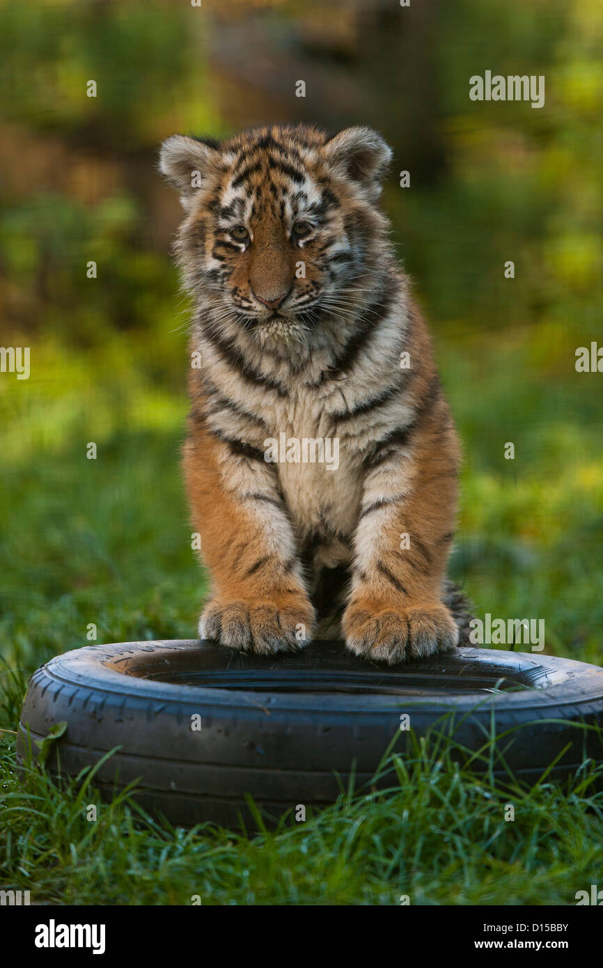 Siberian Tiger Cub Standing Panthera High Resolution Stock Photography ...