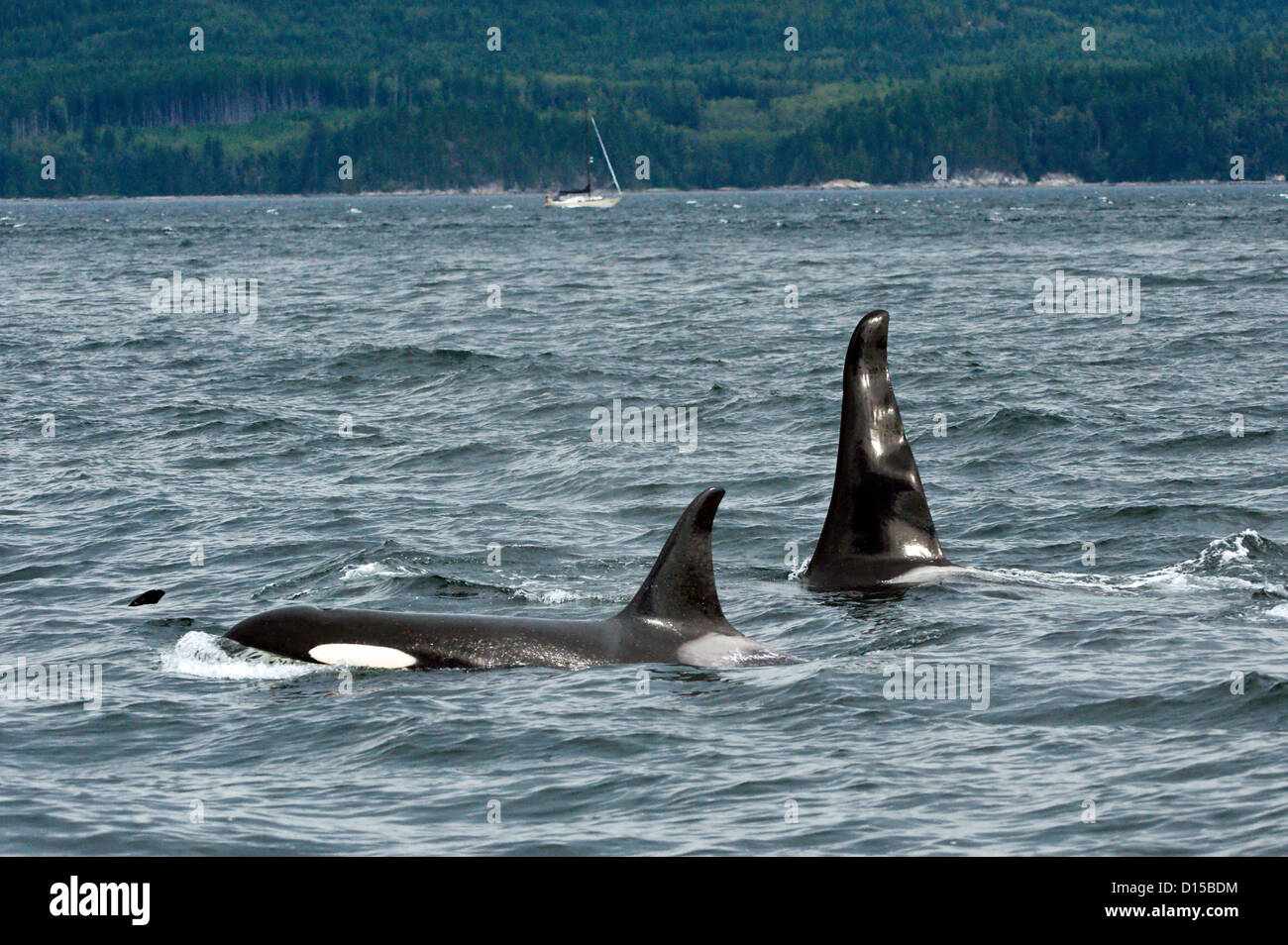 Resident Orca or Killer Whale, Orcinus orca, swims in the Inside ...