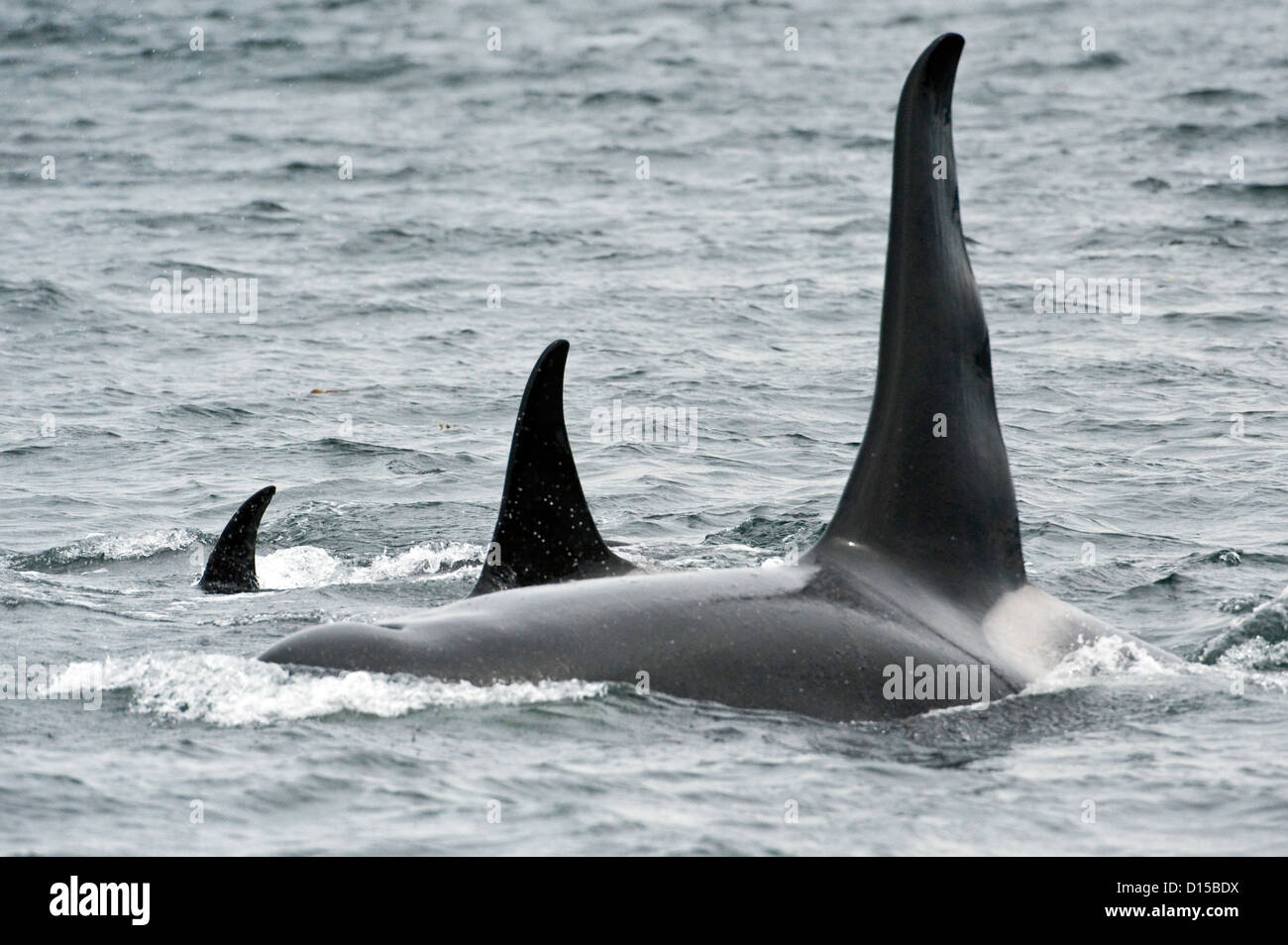 Resident Orca or Killer Whale, Orcinus orca, swims in the Inside ...