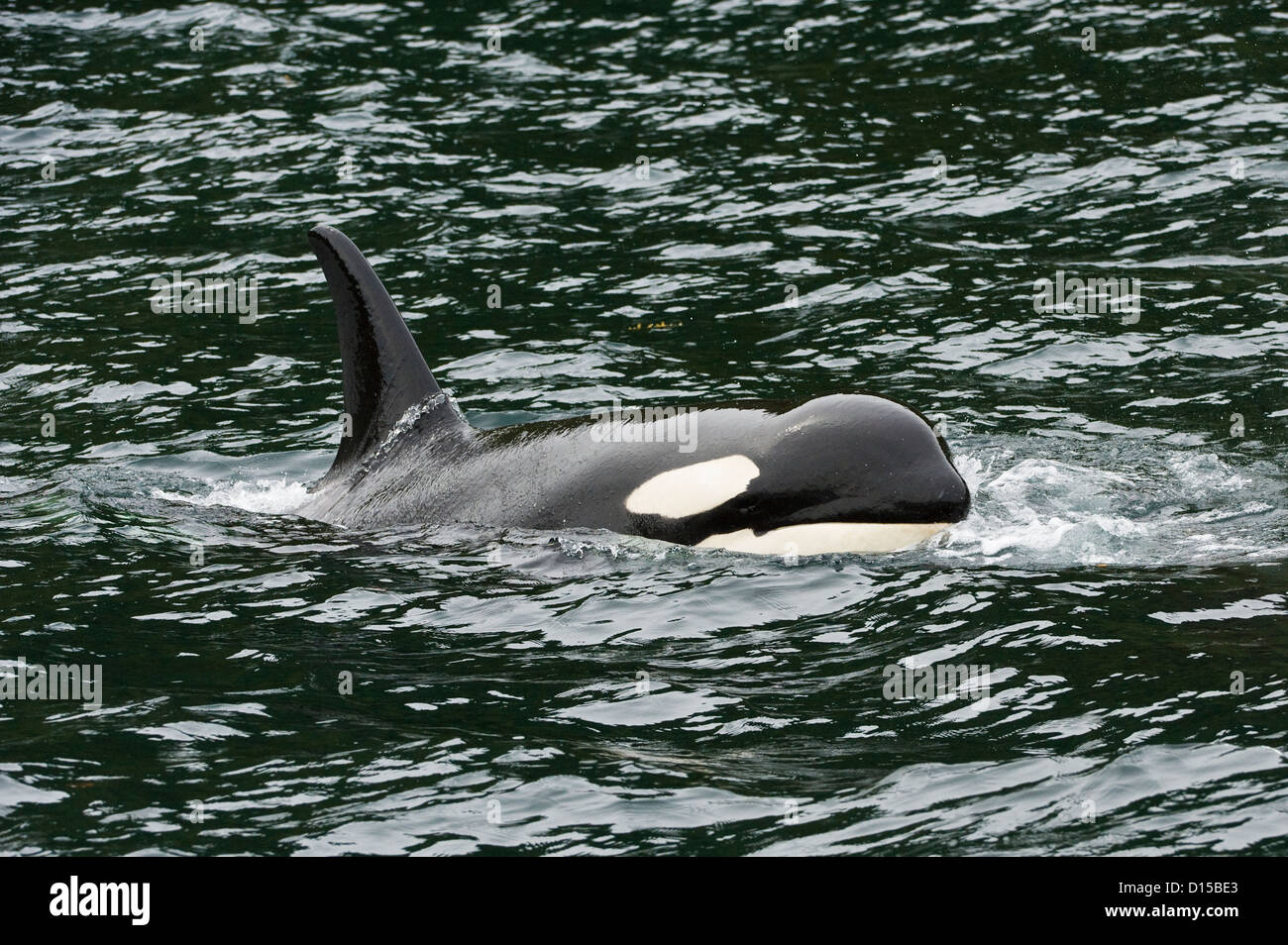 Resident Orca or Killer Whale, Orcinus orca, swims in the Inside ...