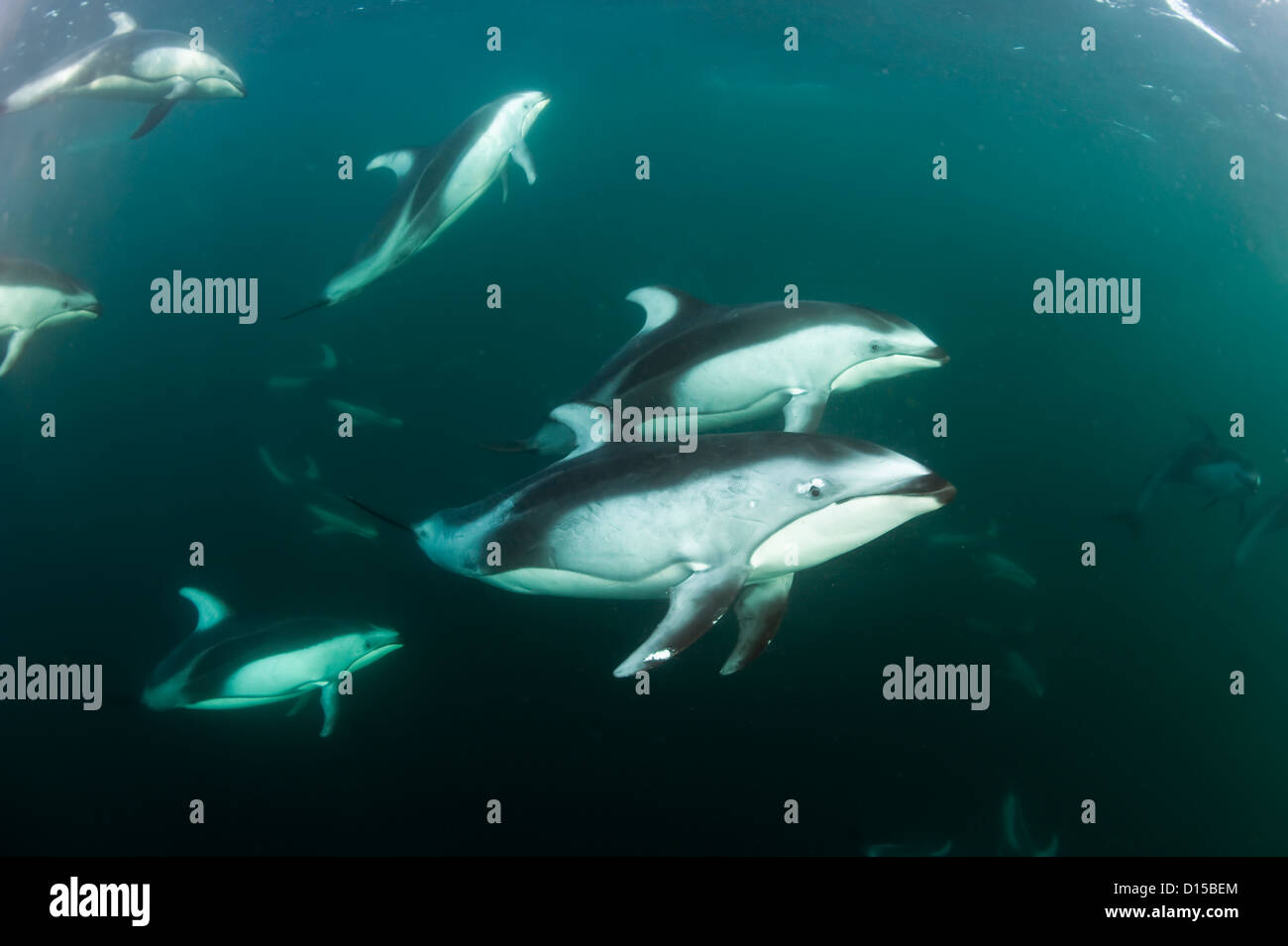 Pacific White-sided Dolphins, Lagenorhynchus obliquidens, swim near ...