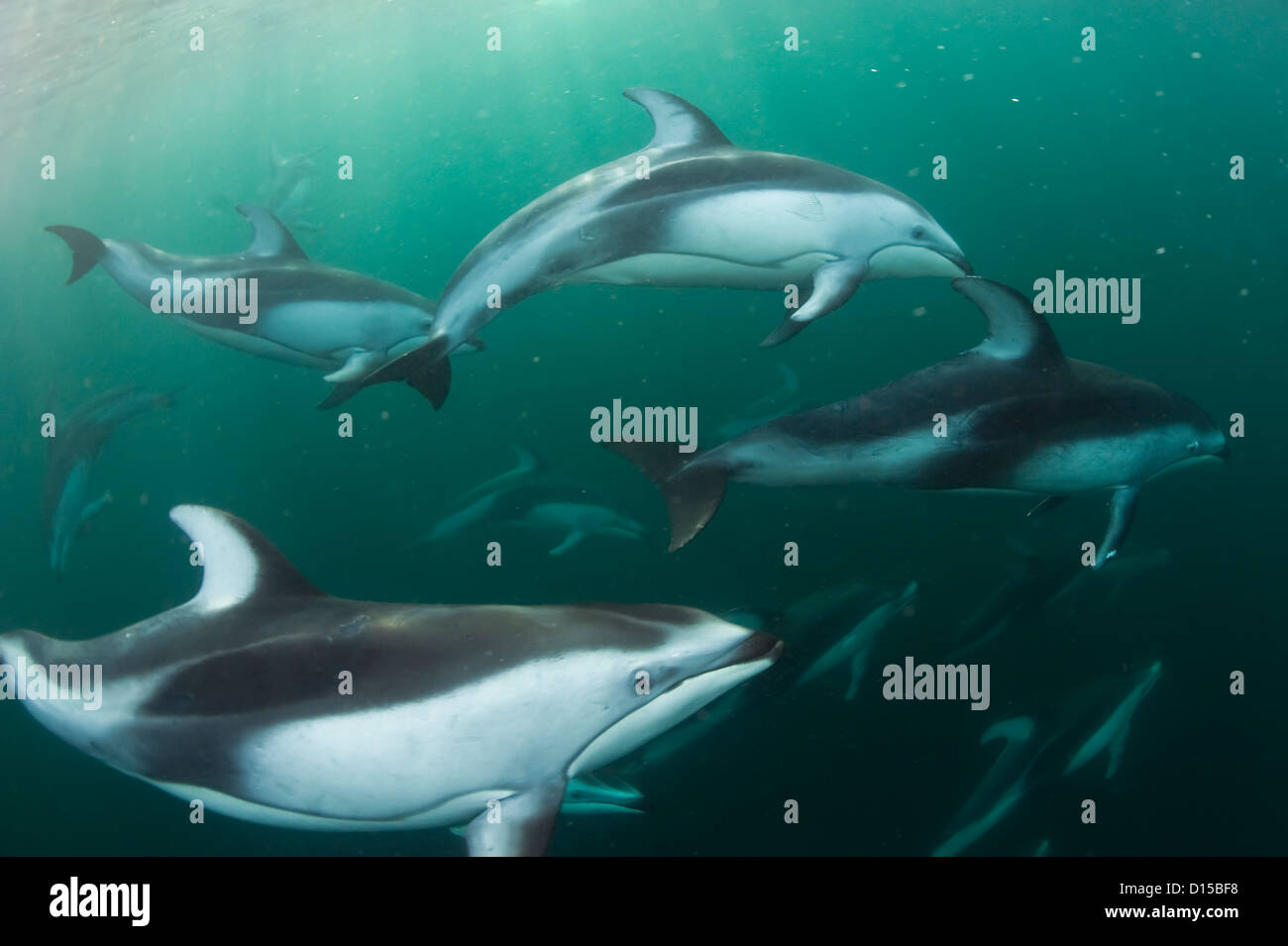 Pacific White-sided Dolphins, Lagenorhynchus obliquidens, swim near ...