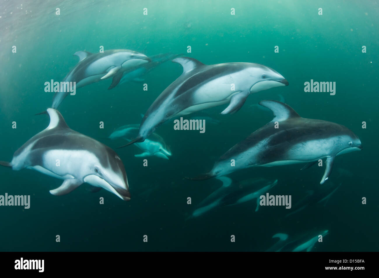 Pacific White-sided Dolphins, Lagenorhynchus obliquidens, swim near ...