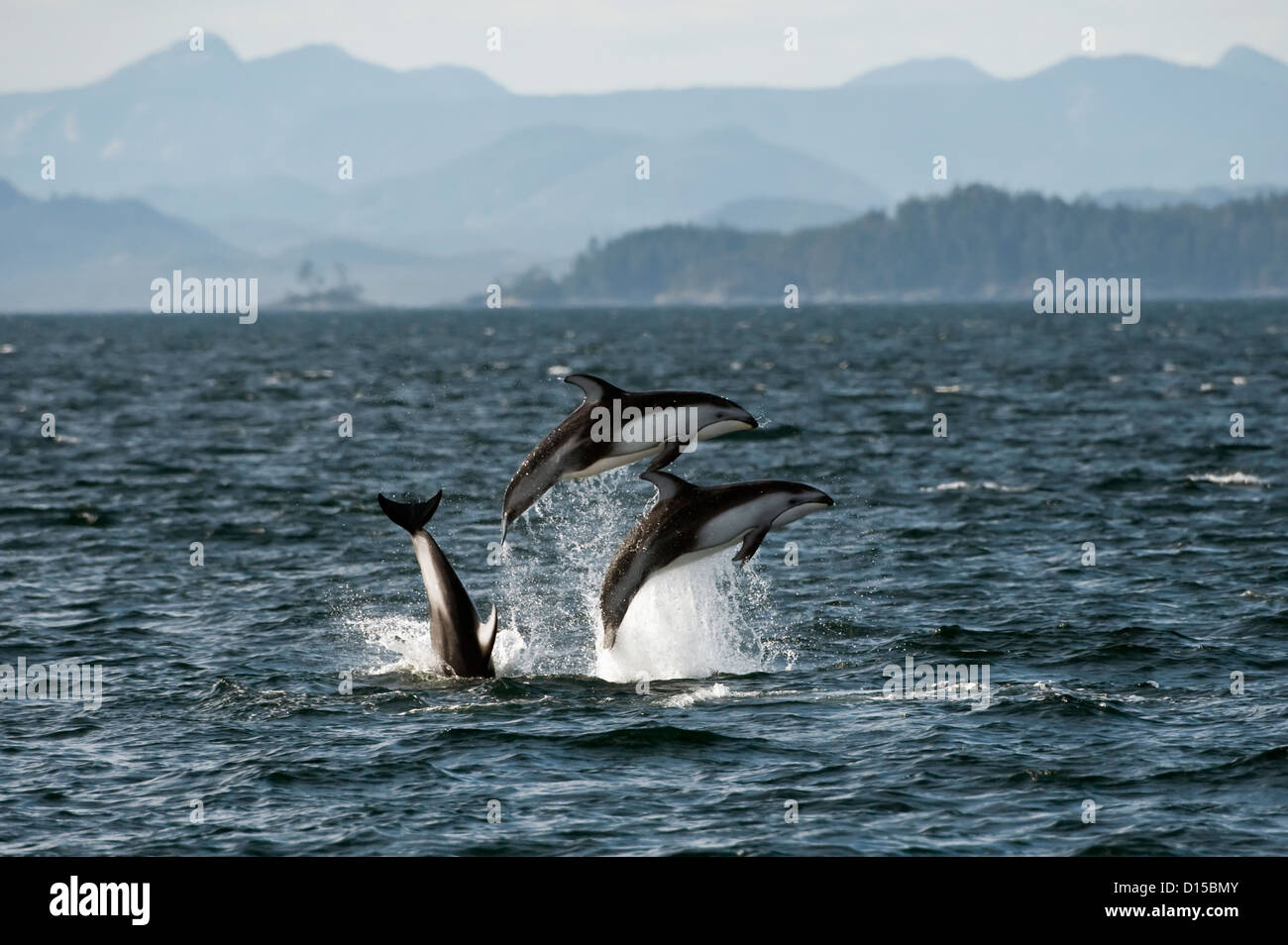 Pacific White-sided Dolphins, Lagenorhynchus obliquidens, jump near ...