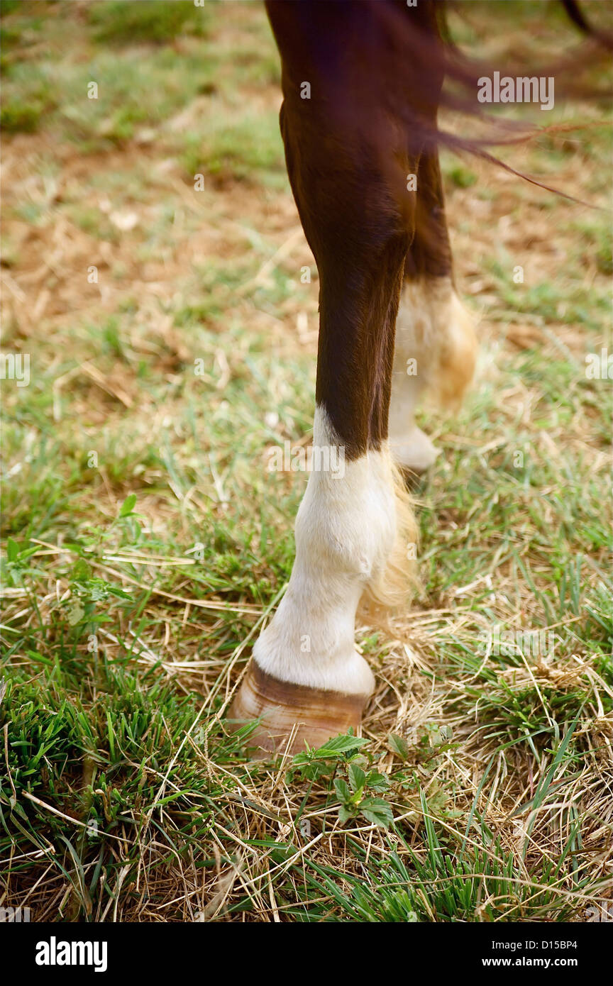Look a gift horse hi-res stock photography and images - Alamy