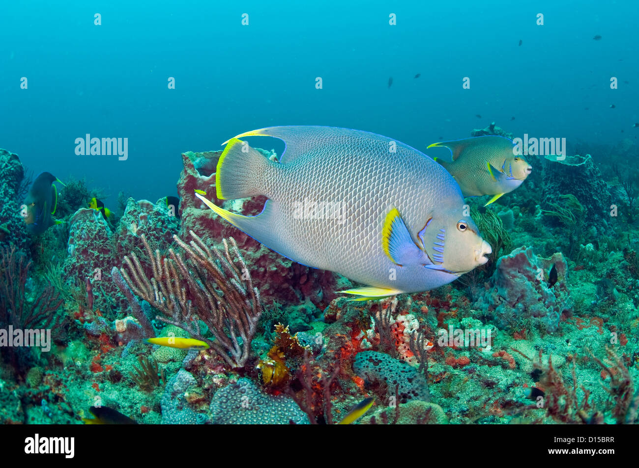 Blue angelfish, Holacanthus bermudensis, feed on sponges offshore Palm ...