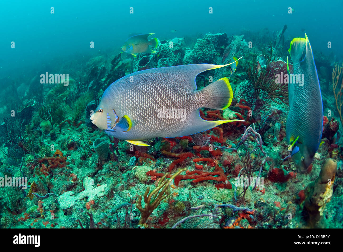 Blue angelfish, Holacanthus bermudensis, feed on sponges offshore Palm ...
