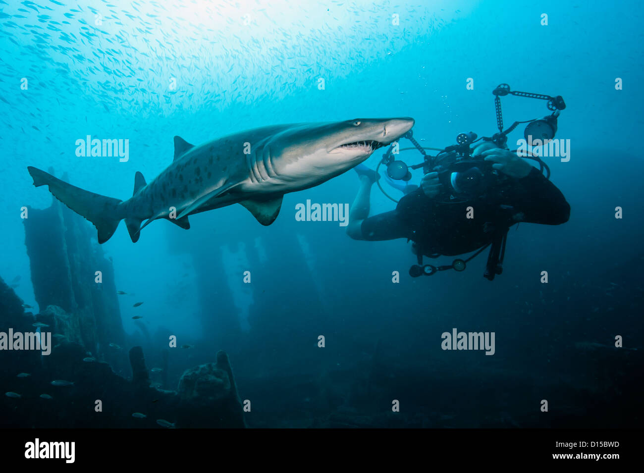 A scuba diver swims near a a Sand Tiger Shark, Carcharias taurus, on ...