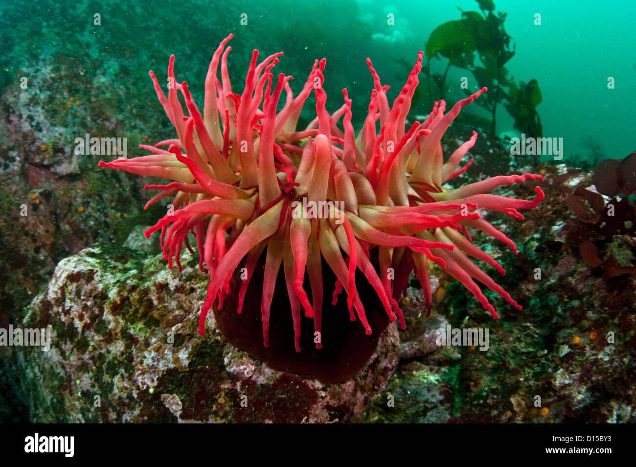 The Fish-Eating Anemone, Urticina piscivora, is a common anemone ...